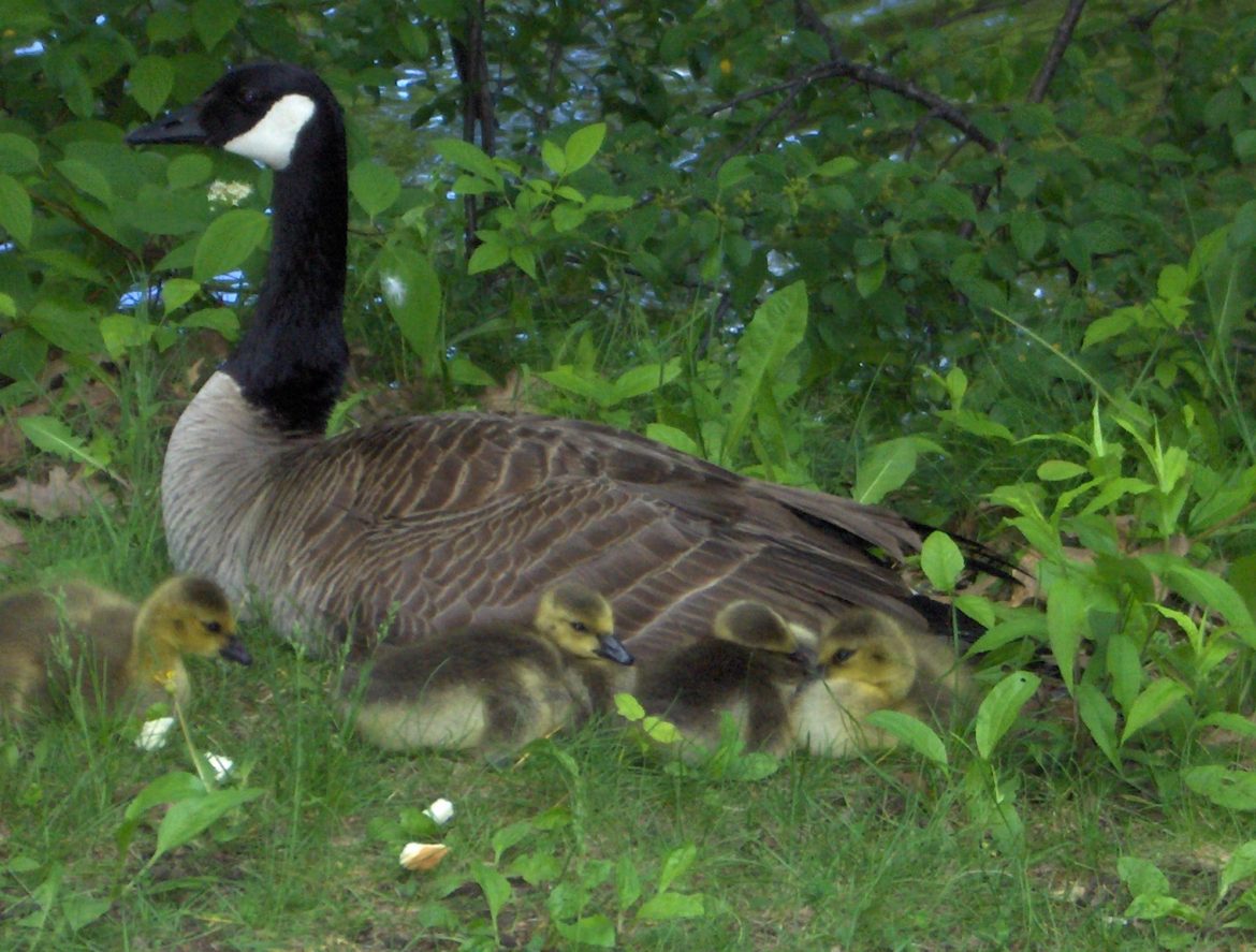 Parks Officials Support Scaring Canada Geese Out of Mead, Disrupting ...