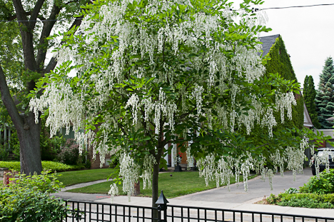 10 Yellow Wood Trees Coming to Kiwanis Park | NewCanaanite.com