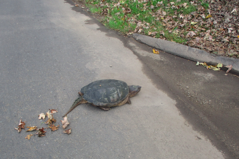 Animal Control: Be Aware of Turtles in the Road | NewCanaanite.com