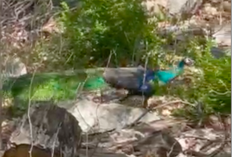 Roaming Peacock Spotted in New Canaan [VIDEO] | NewCanaanite.com