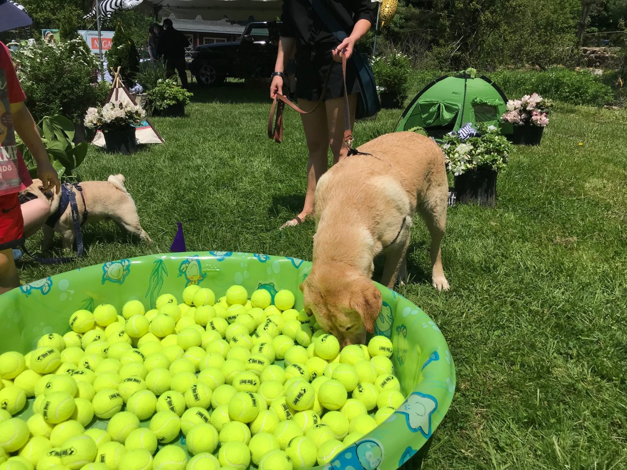 Q&A with Pet Pantry: ‘New Canaan Dog Days’ Set for May 7 | NewCanaanite.com