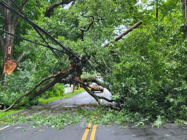 Fate of Historic 82-Foot Oak Tree Uncertain After Major Branch ...
