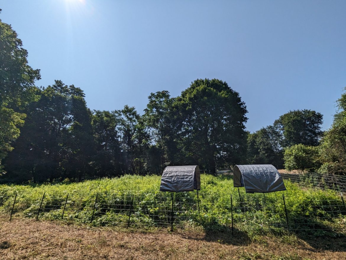 ‘We Chose Not To Use Chemicals’: Invasive Plant-Eating Goats Arrive at ...