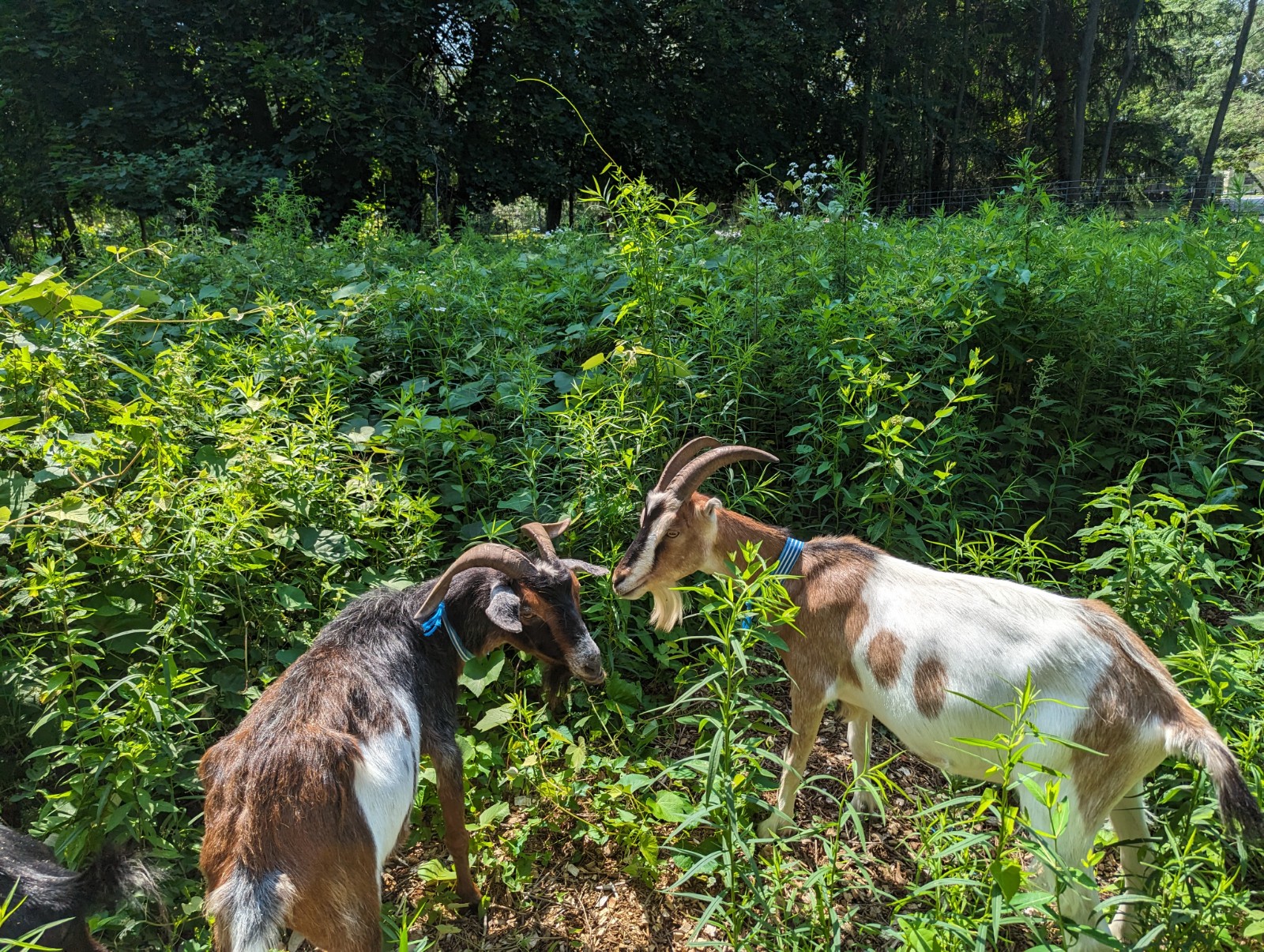 ‘We Chose Not To Use Chemicals’: Invasive Plant-Eating Goats Arrive at ...
