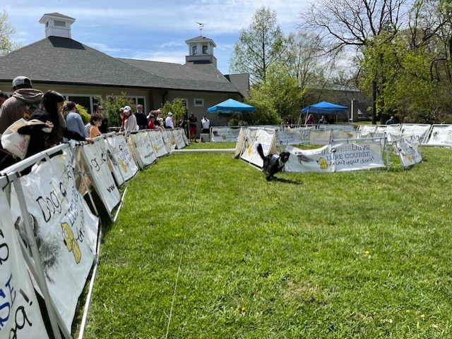 New Canaan Dog Days Set for Sunday | NewCanaanite.com