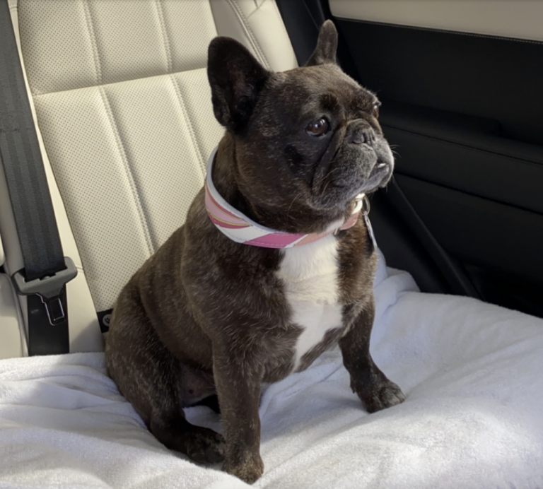 FOUND: French Bulldog Missing in New Canaan [UPDATED] | NewCanaanite.com