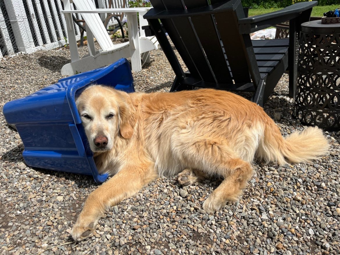 Animal Control: License Your Dog or Risk $75 Fine | NewCanaanite.com