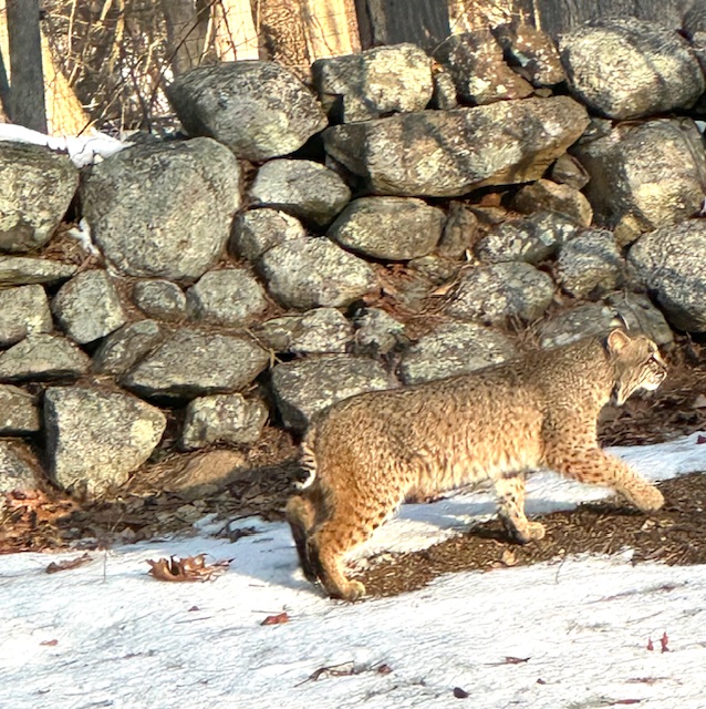 New Canaan Police: 50 Bobcat Sightings in 2024 | NewCanaanite.com