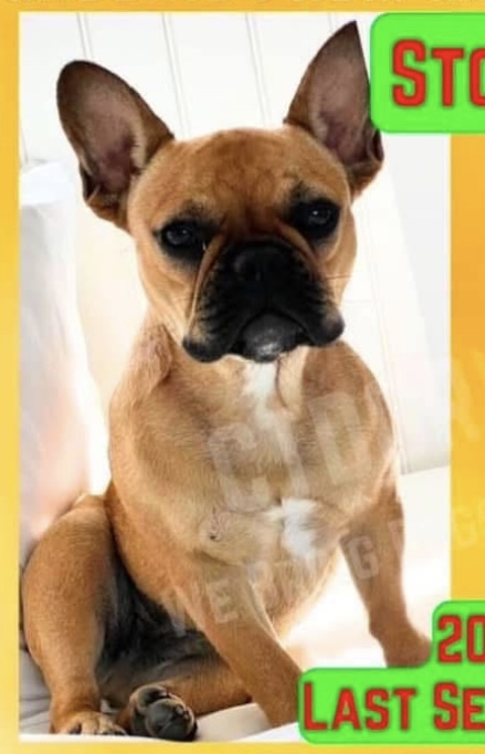 Police: Stolen Bulldog ‘Poppy’ Safely Returned to New Canaan Family ...